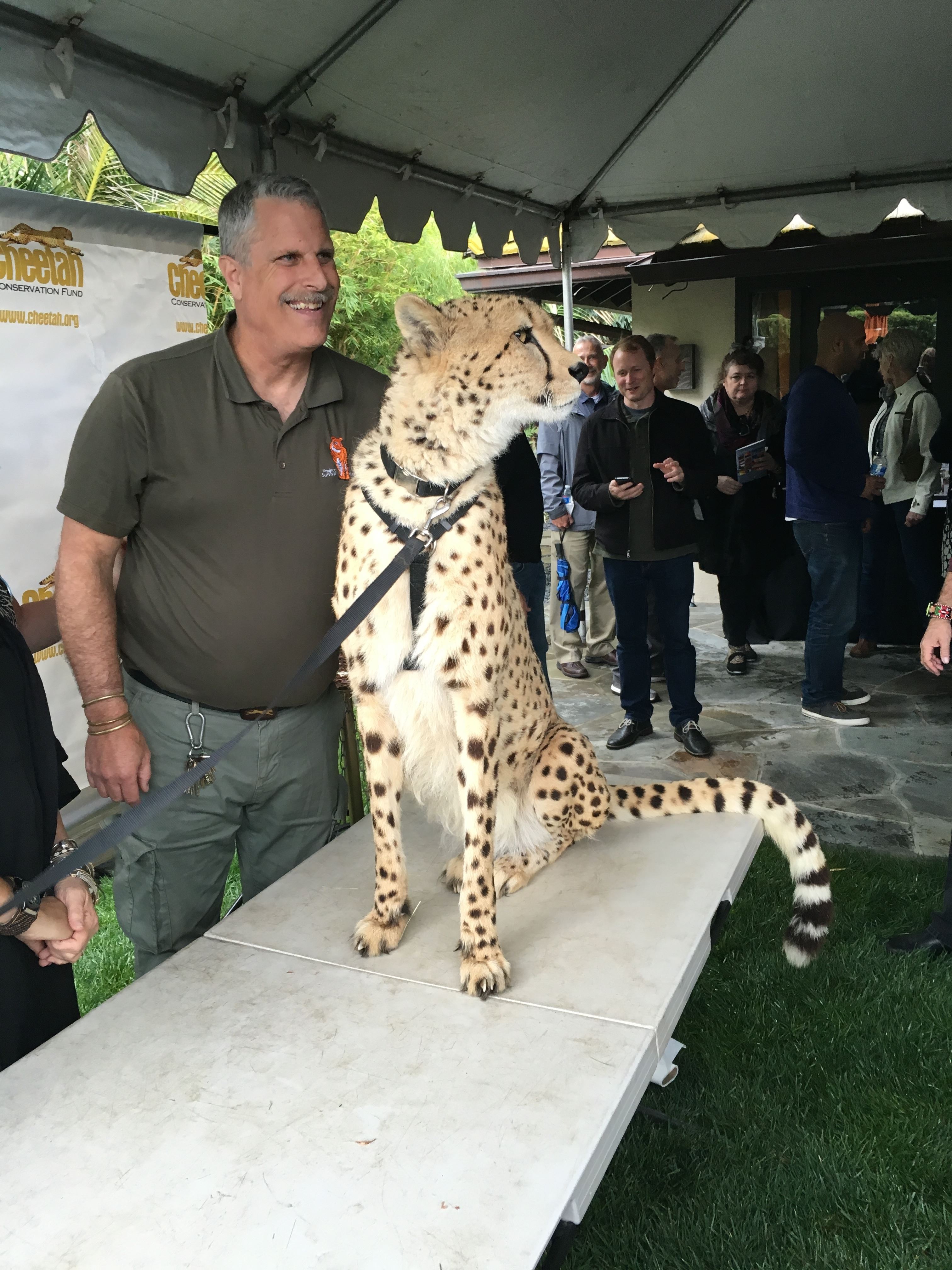 The 4th Annual “Meetah Cheetah” Fundraiser in Sherman Oaks | Kilowatt